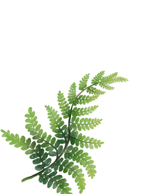 Corner Ghibli - Azu Manga